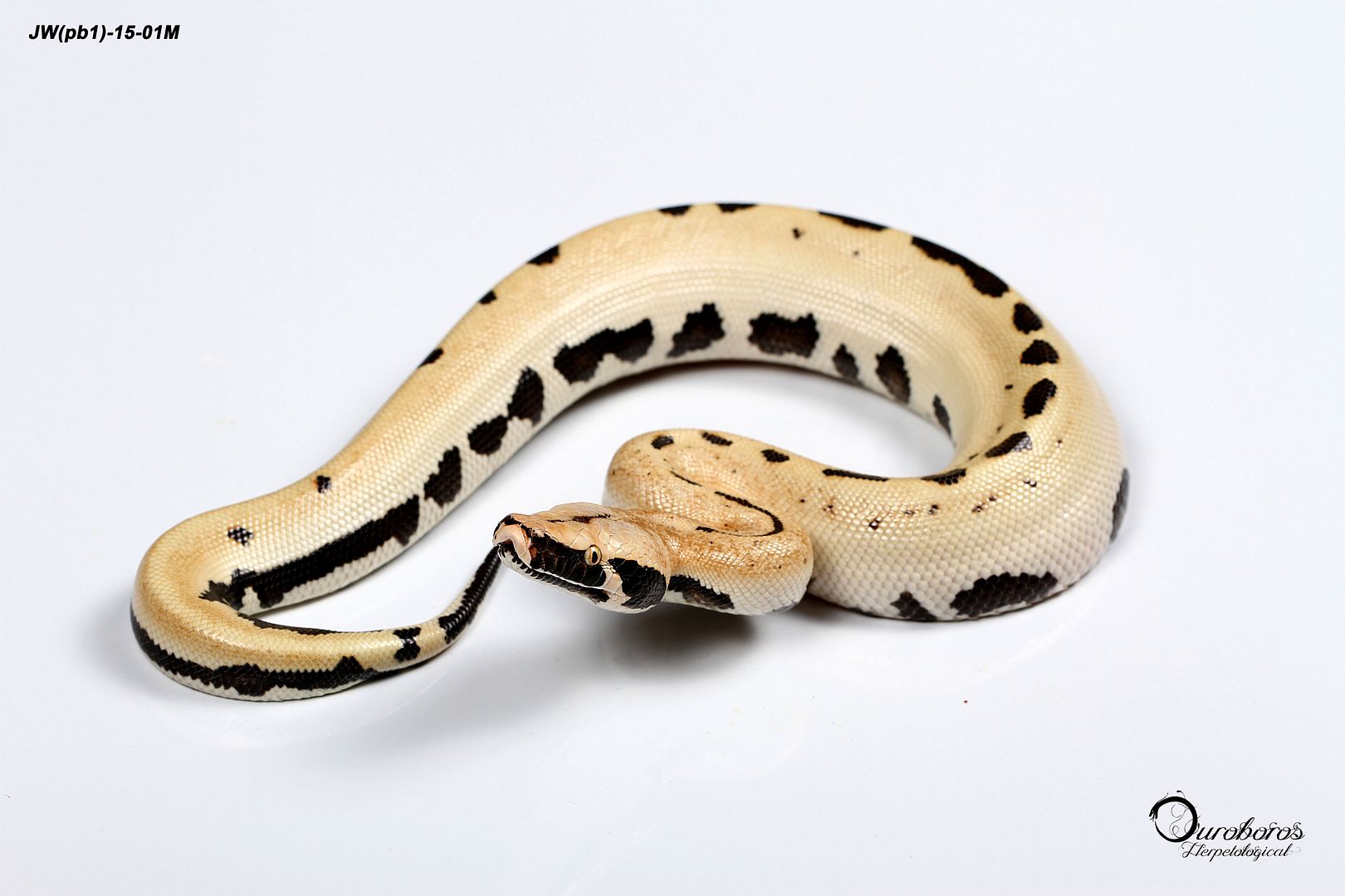 SW England - CB'15 Blood Python Morphs | Reptile Forums